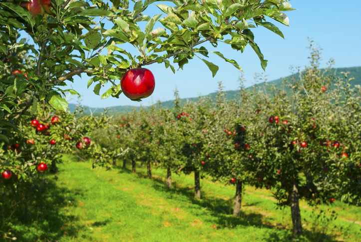 The Continuous Improvement Apple Tree | Gemba Academy